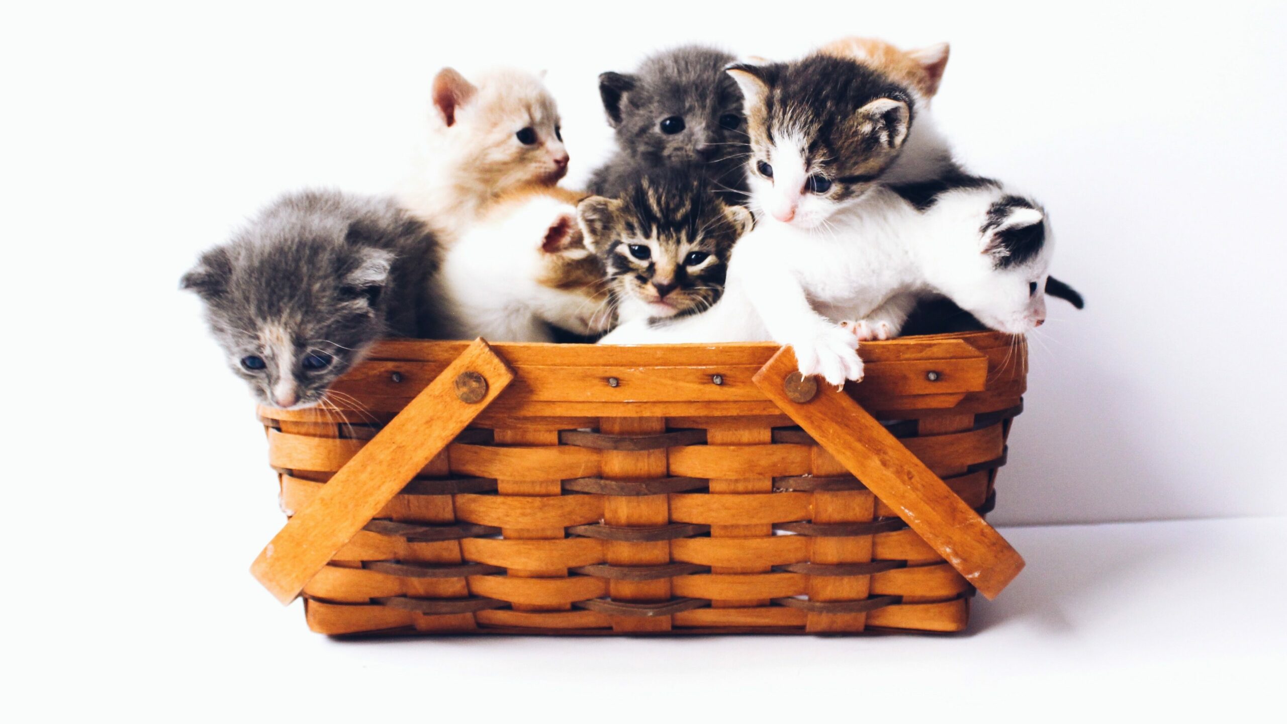 Whats The Average IQ Of A Cat?