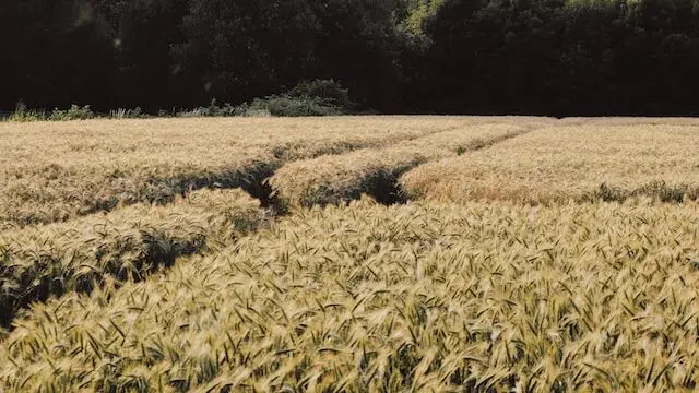 What Does 1 8 Of An Acre Look Like Gek Buzz what-does-1-8-of-an-acre-look-like-gek-buzz