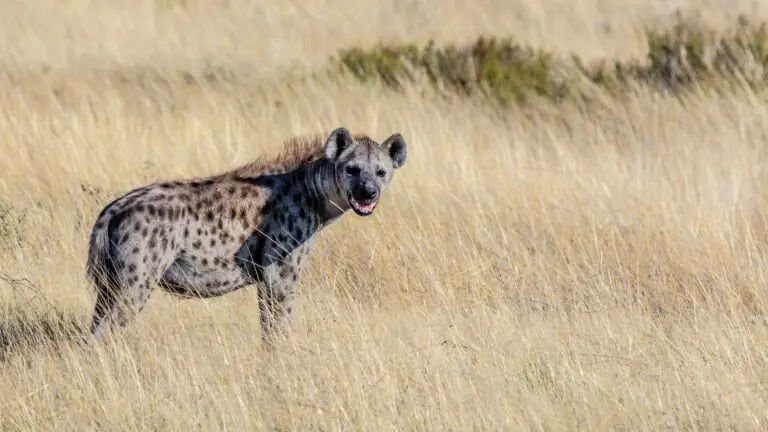 What happens to female hyenas when they give birth?
