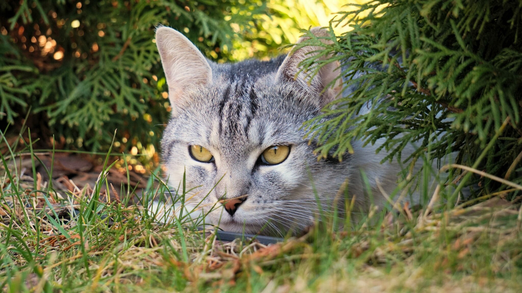 What is a tabico cat? - Gek Buzz