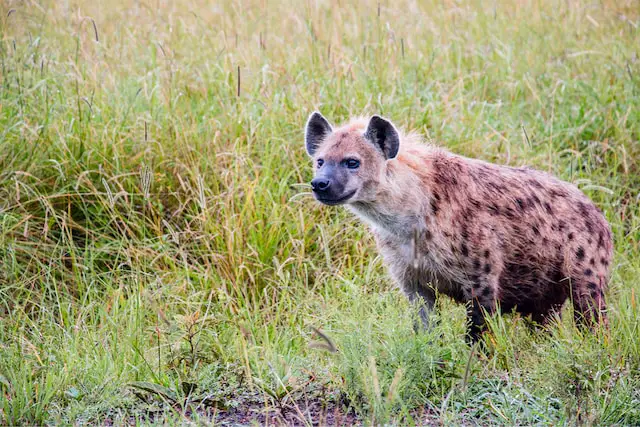 Is a hyena a cat or a dog?