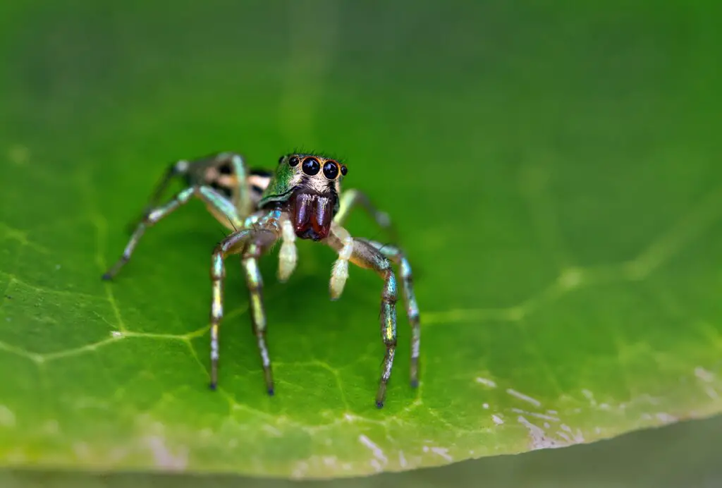 How many eyes do Spiders have?