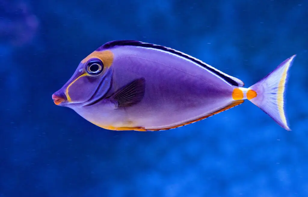 What is the only fish with eyelids?