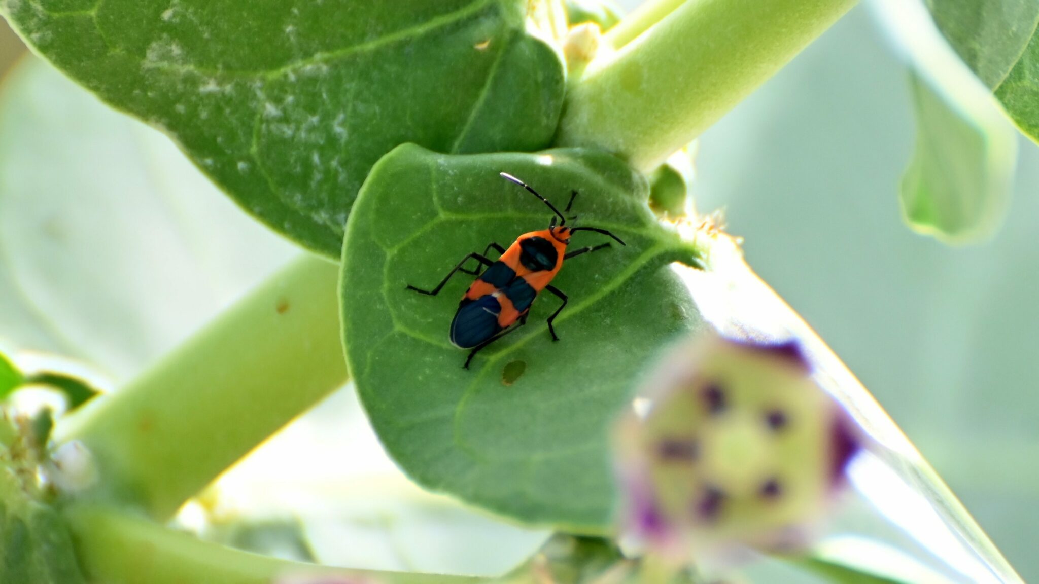 What are the tiny black bugs that look like a speck of dirt?