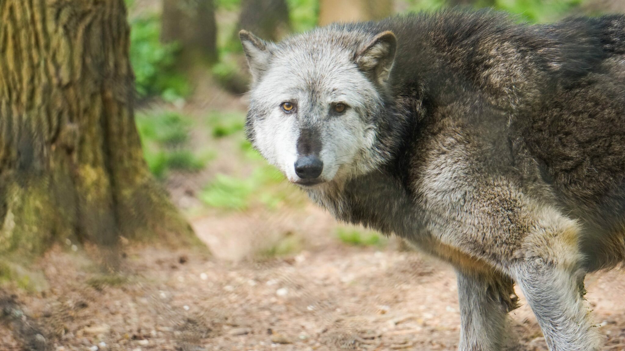 What color are alpha wolves eyes?