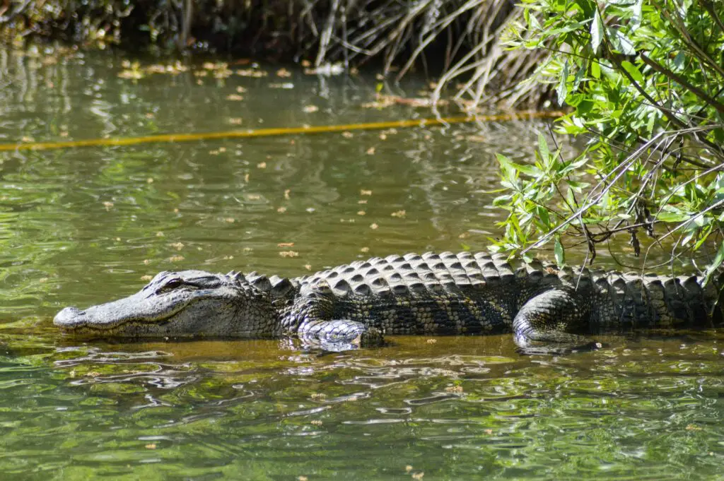 Does Florida Keys Have Saltwater Crocodiles?